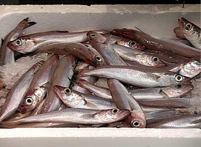 προσφιγακια :: ΦΡΕΣΚΑ ΨΑΡΙΑ ΠΑΝΑΓΙΑ Η ΘΑΛΑΣΣΙΝΗ