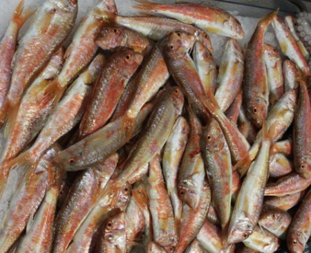 Kοτσομουρες :: ΦΡΕΣΚΑ ΨΑΡΙΑ ΠΑΝΑΓΙΑ Η ΘΑΛΑΣΣΙΝΗ